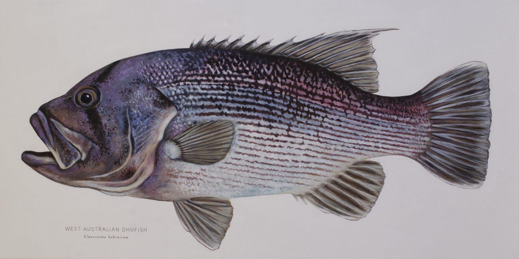 WA Fish Guide - Redfish